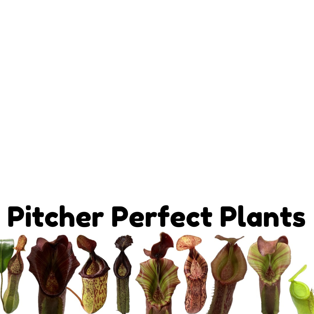 Home page – Pitcher Perfect Plants