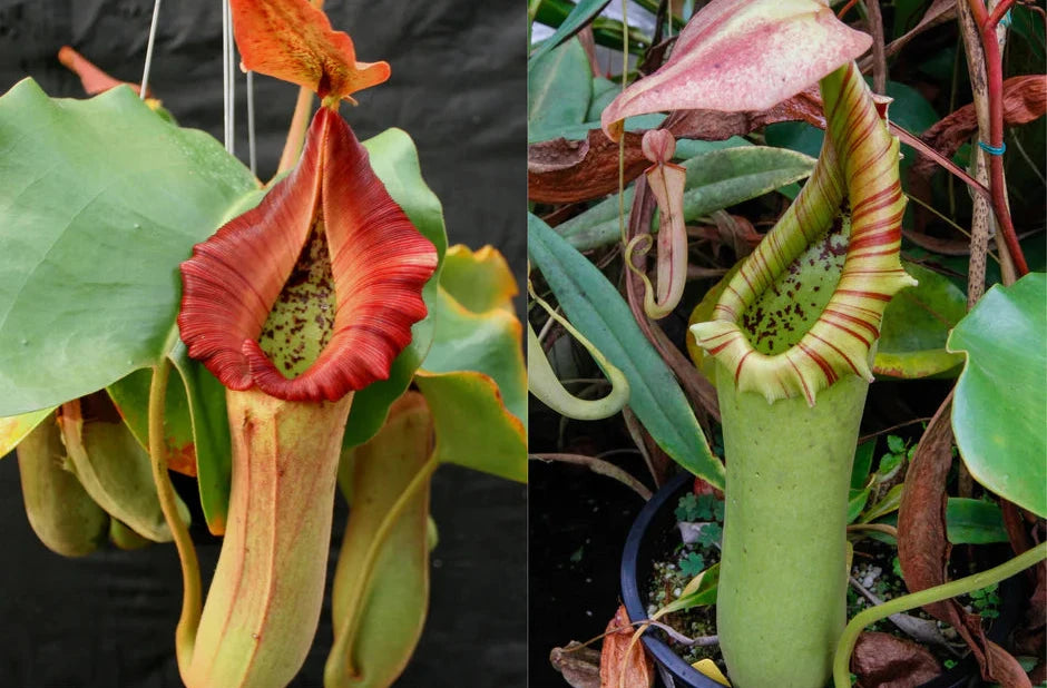Nepenthes truncata [(d) × Pasian Red] × JB – Pitcher Perfect Plants